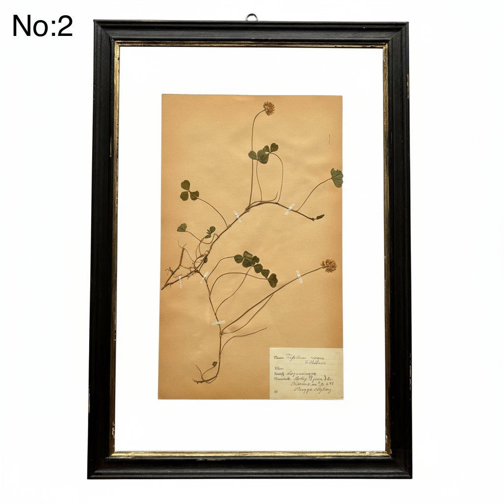 pressed flower frame black
